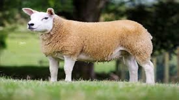 scotland: World most expensive Texel lamb sheep is sale of 3.5 crore in ...