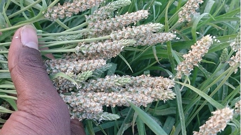 Isabgol Farming-ईसबगोल की खेती से किसानों के पास लाखों रुपये कमाने का ...